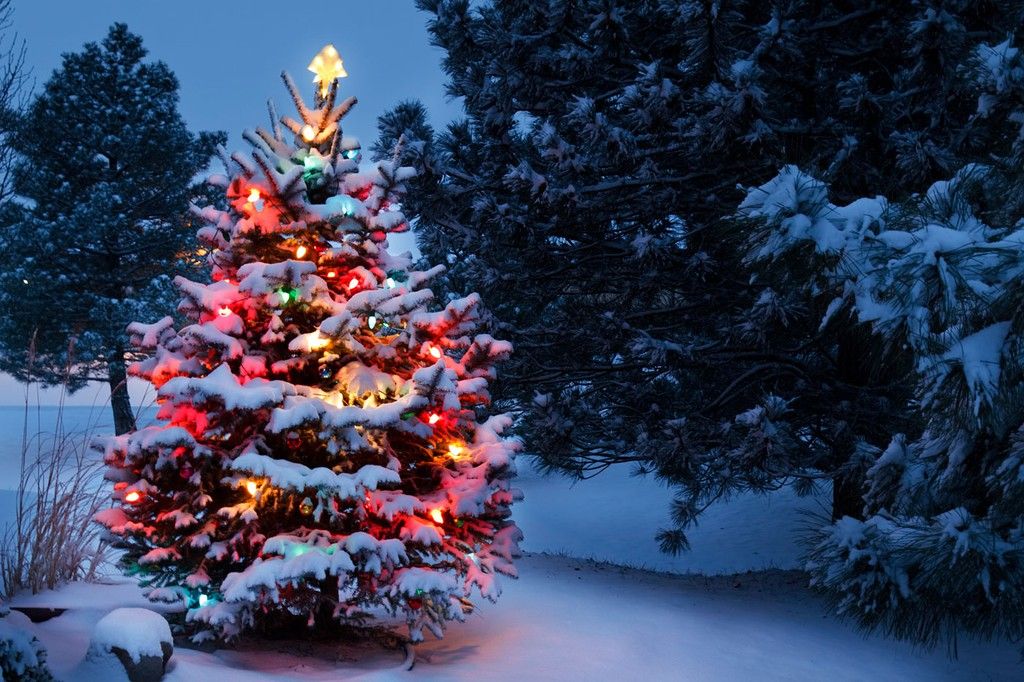 árboles De Navidad Vivos Para Plantar Cómo Elegir Un árbol De