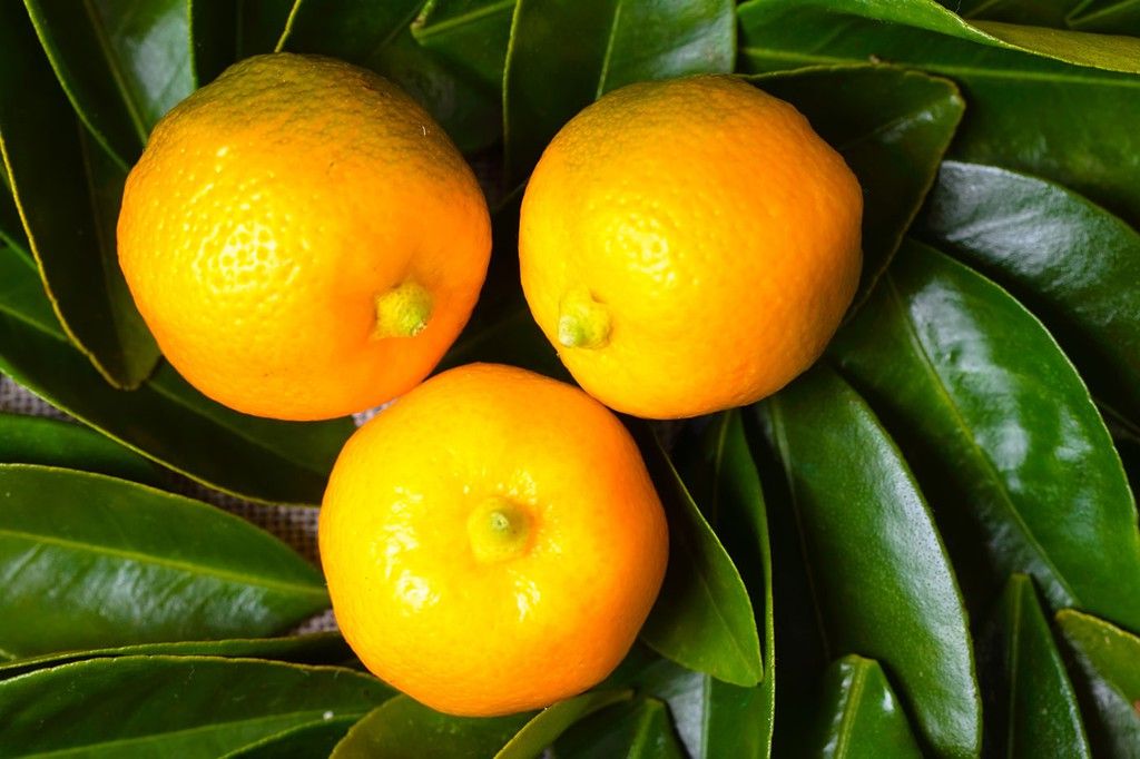 Árboles frutales: Calamondin con envíos en 24/48 horas — Plantamus ...