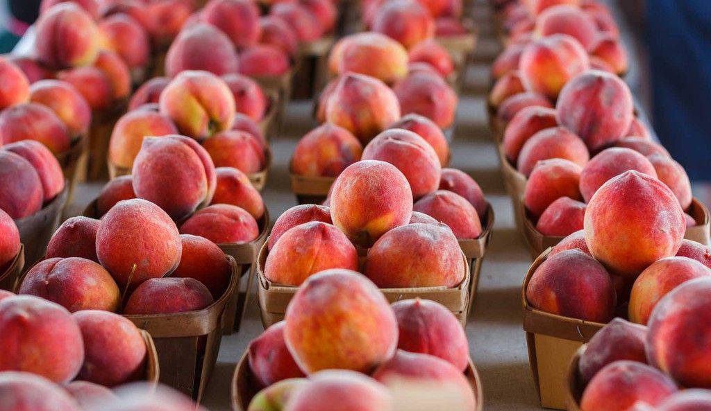 Pessegueiro, Prunus persica com remessas em 24/48 horas — Plantamus ...