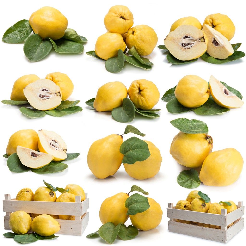 Membrillero, venta de plantas. Haz tu propio membrillo — Plantamus ...