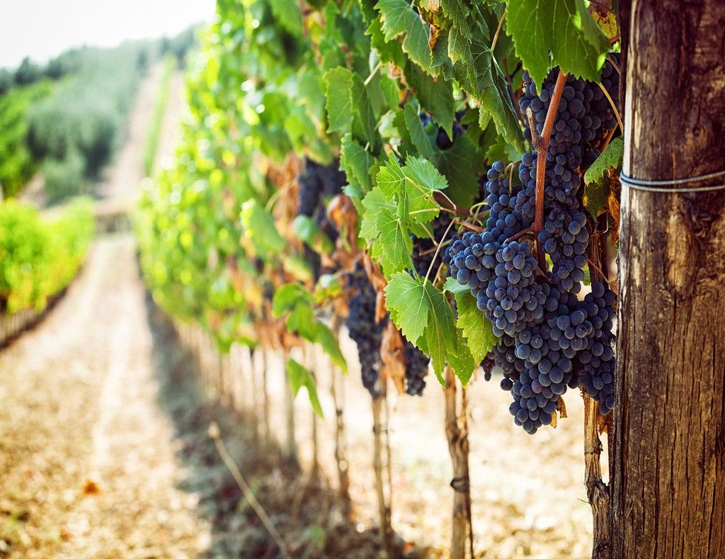 Vignes et plants de vigne | Acheter en ligne chez Plantamus — Plantamus ...