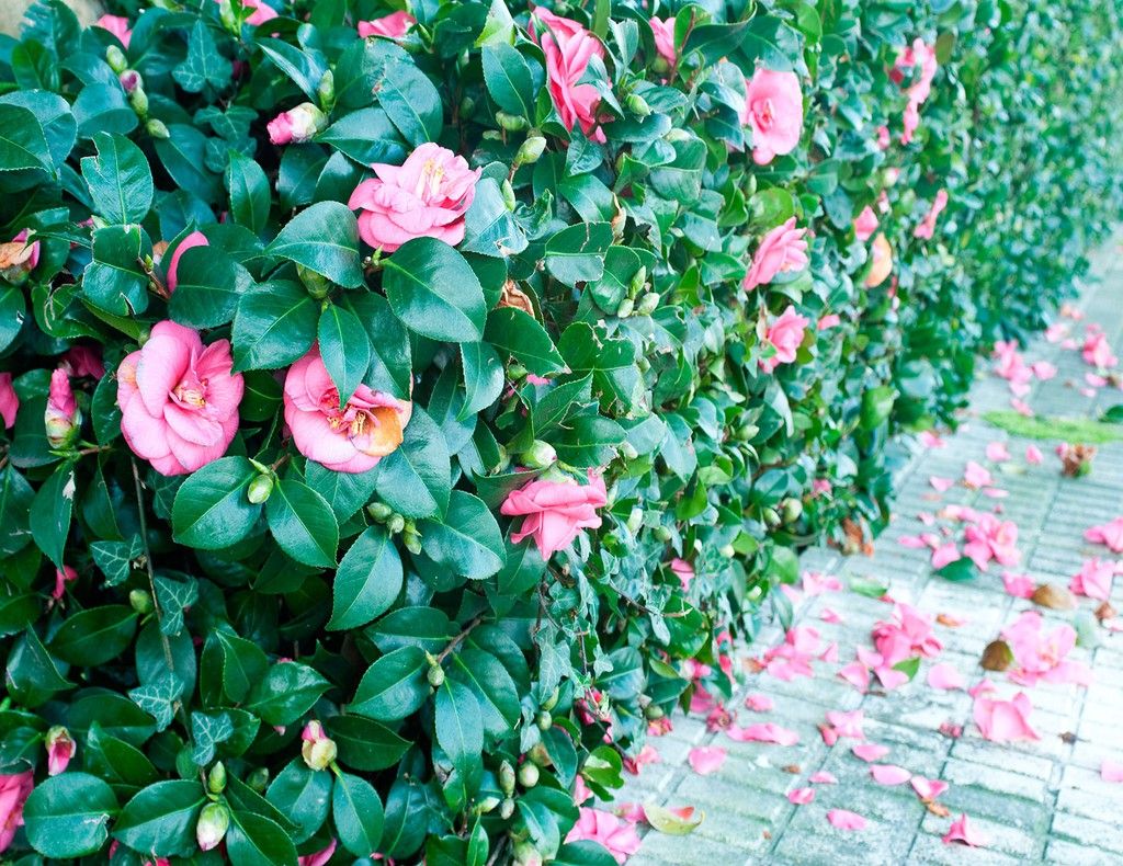 Plantas de cobertura com flores que farão do seu jardim um lugar ...