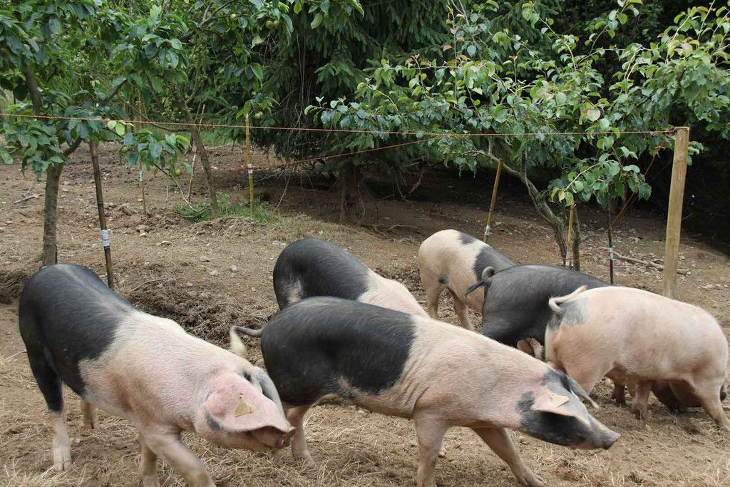 Porco celta, venta de animales directamente al público. — Plantamus ...