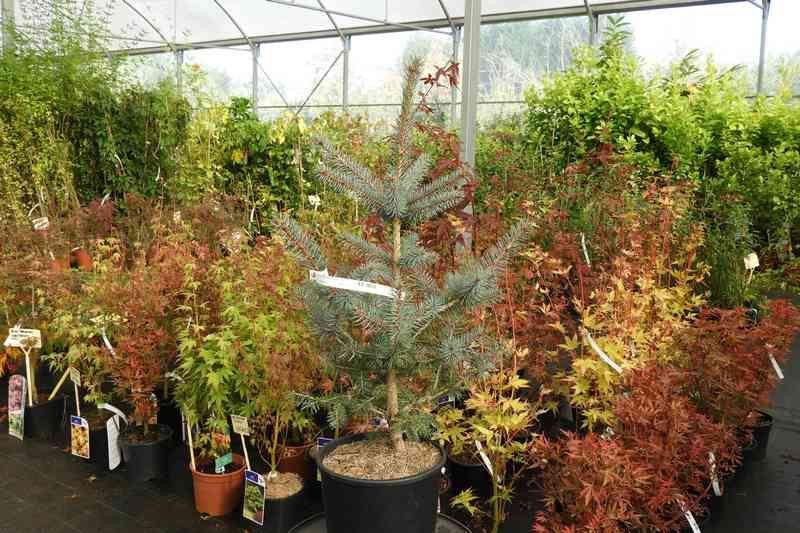 Abeto azul, Picea pungens glauca 'Blue sky' — Plantamus Vivero online