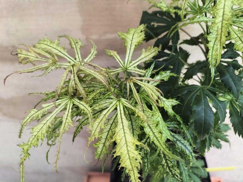 Venta de arces japoneses: Acer palmatum Sister ghost — Plantamus Vivero ...