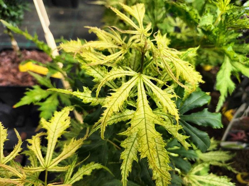 Venta de arces japoneses: Acer palmatum Sister ghost — Plantamus Vivero ...