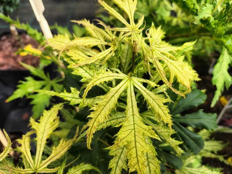 Venta de arces japoneses: Acer palmatum Sister ghost — Plantamus Vivero ...