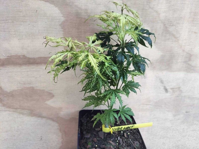 Venta de arces japoneses: Acer palmatum Sister ghost — Plantamus Vivero ...