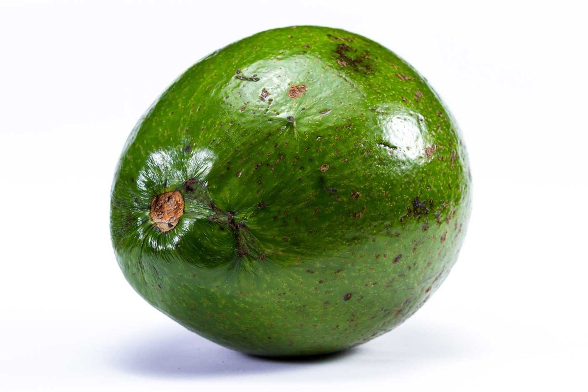 Avocat Reed | Acheter un avocatier greffé — Plantamus Pépinière en ligne