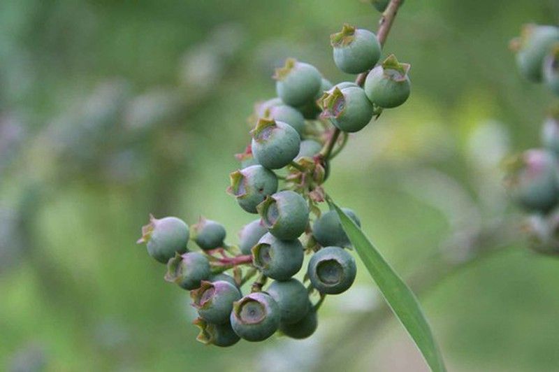 Plantas de arándano negro americano. Compra online — Plantamus Vivero ...