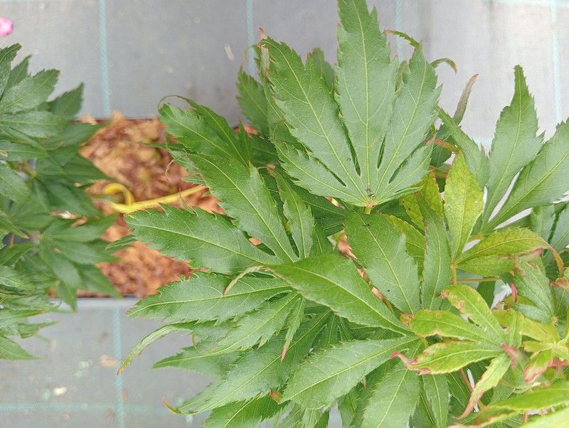 Comprar plantas de Acer palmatum "Julia D" a buen precio — Plantamus ...