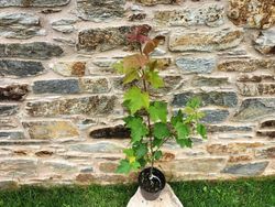 Arce rojo: Arce rubrum / Venta de acer rojo — Plantamus Vivero online