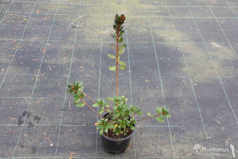 Azalea japónica Addy werry — Plantamus Vivero online