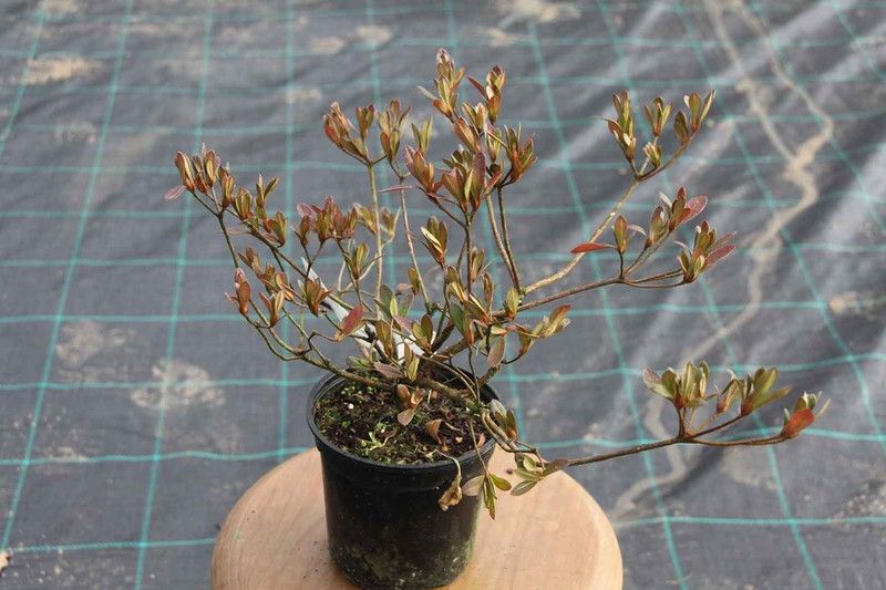 Azalea japónica gorbella: color rosa claro — Plantamus Vivero online