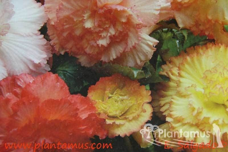 BEGONIA SAMBA — Plantamus Nursery online