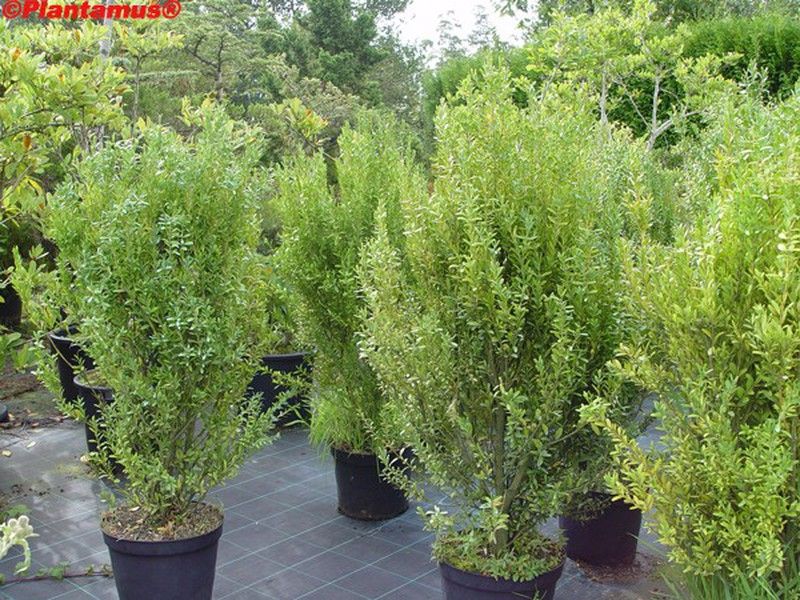 Boj para seto, buxo — Plantamus Vivero online
