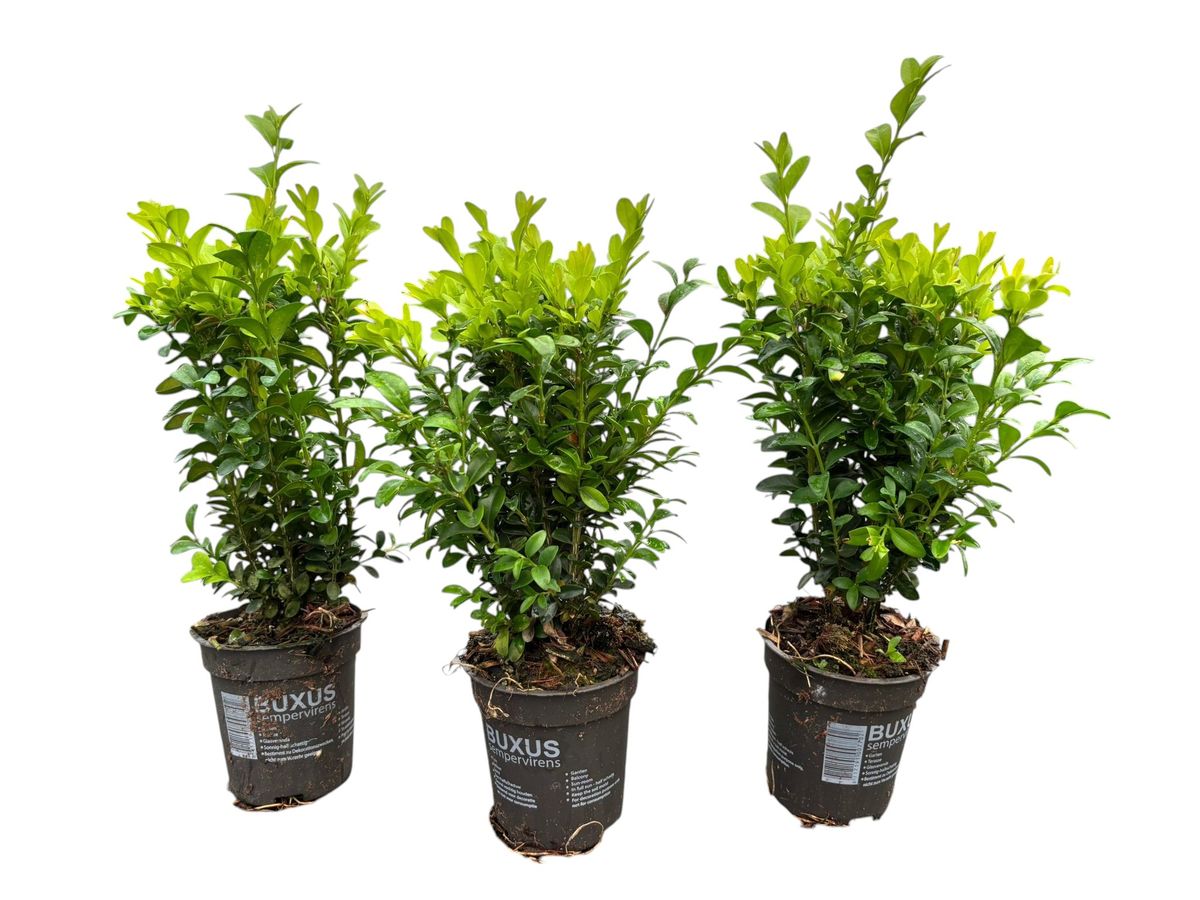 Boj, compra plantas de Buxus sempervirens a buen precio — Plantamus ...