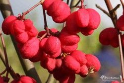 Bonetero, evónimo, Euonymus europaeus en maceta de 11 cm — Plantamus ...