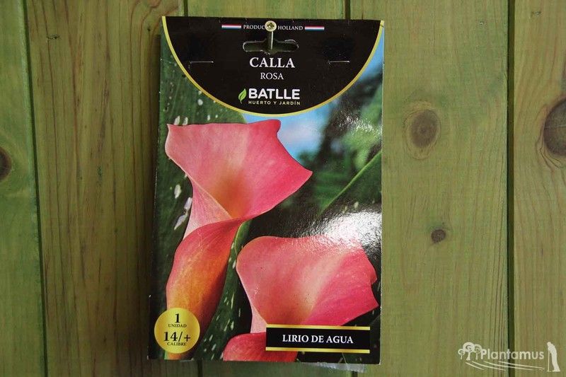 CALA ROSA. NÉNUPHAR — Plantamus Pépinière en ligne