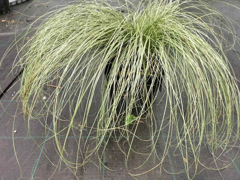 Carex amazon mist — Plantamus Vivero online