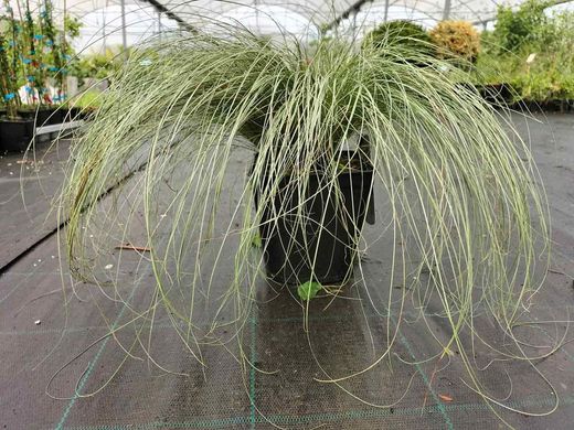 Carex amazon mist — Plantamus Vivero online