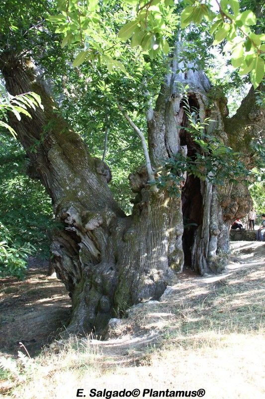 Maruxa fruta castanha 30/50 cm — Plantamus Nursery online