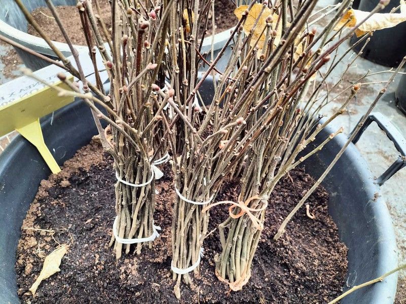 Maruxa fruta castanha 30/50 cm — Plantamus Nursery online