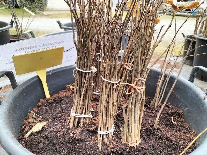 Maruxa fruta castanha 30/50 cm — Plantamus Nursery online