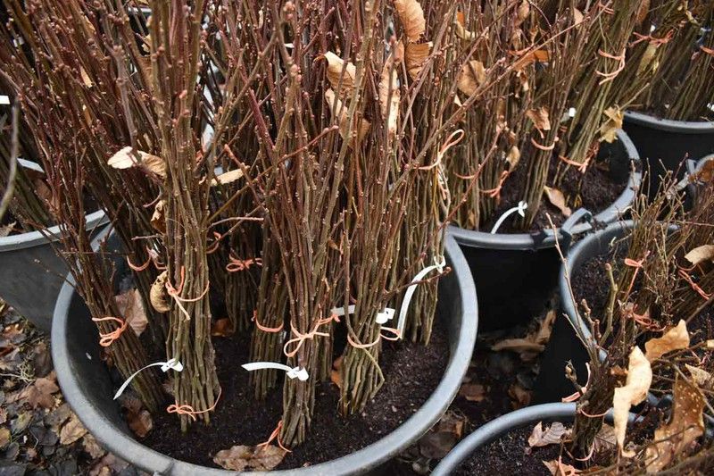 Maruxa Maruxa pour fruit 70/95cm — Plantamus Pépinière en ligne