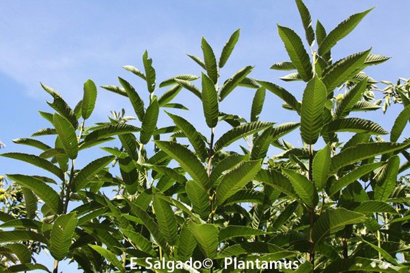 Castanhas Maruxa para frutas. Mudas de 2 anos de 100/150 cm ...