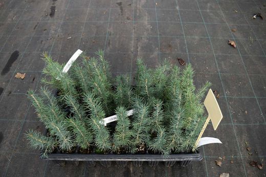 Cedro del Himalaya, cedro llorón, Cedrus deodara — Plantamus Vivero online