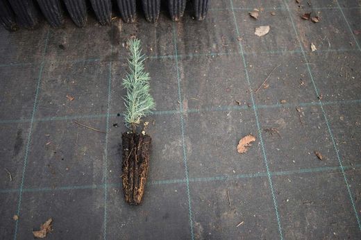 Cedro del Himalaya, cedro llorón, Cedrus deodara — Plantamus Vivero online
