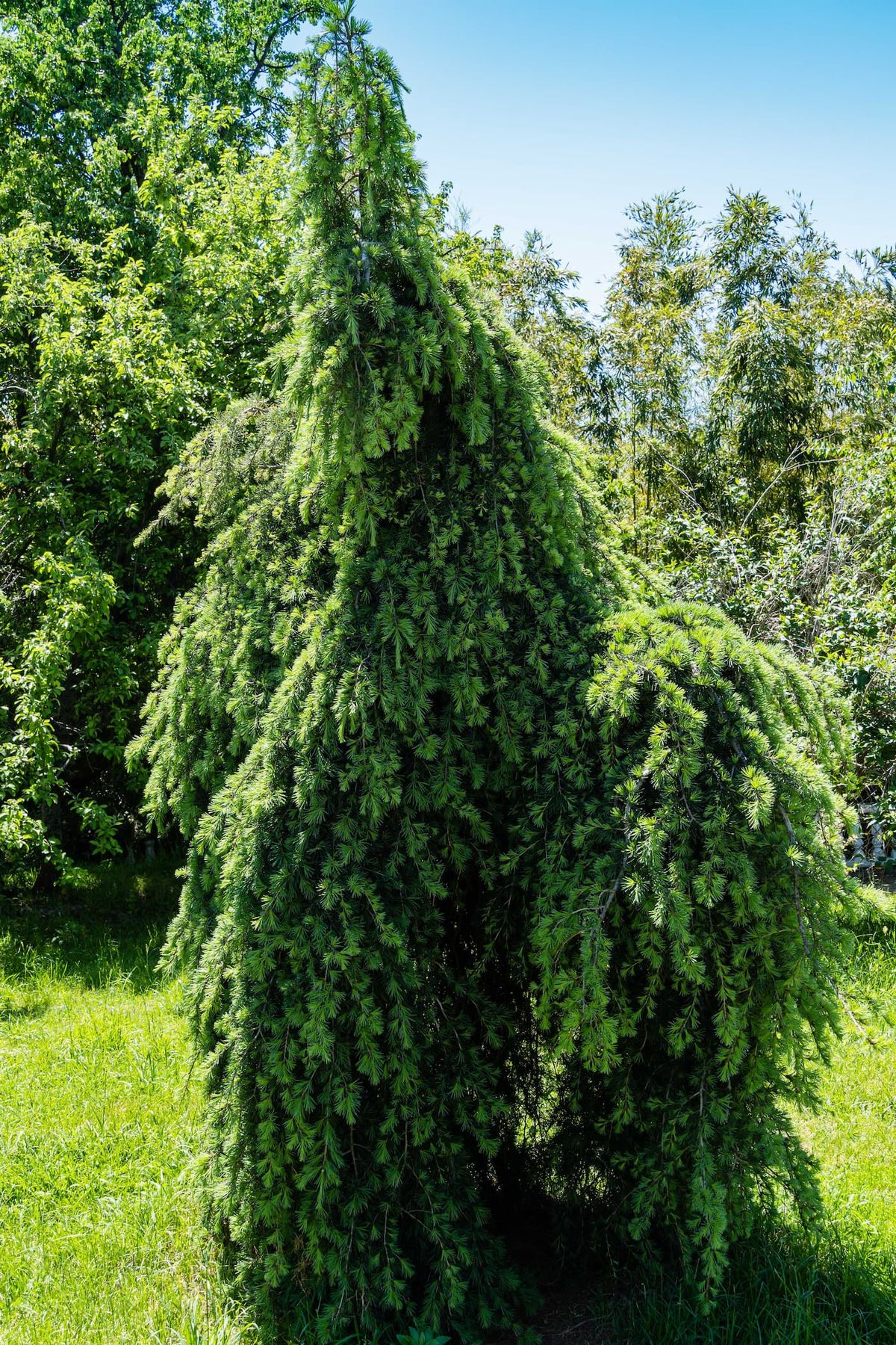 Cedro del Himalaya Pendular - Cedrus deodara "Pendula" — Plantamus Vivero online