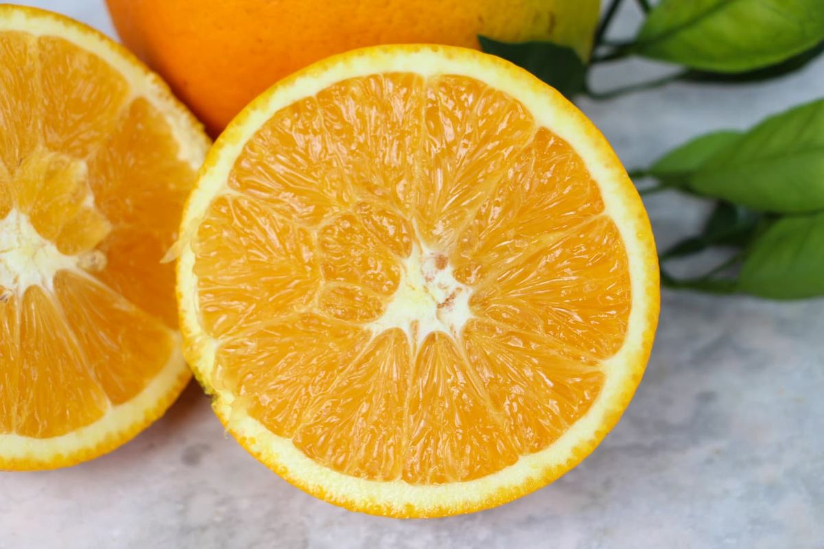 Citrus sinensis Newhall, orange navel — Plantamus Pépinière en ligne