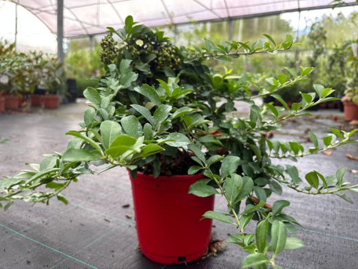 Espino de fuego rojo - Pyracantha Saphyr red — Plantamus Vivero online