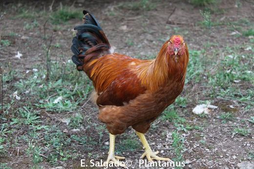 Gallos y gallinas de Mos, la raza de gallinas autóctona de Galicia — Plantamus Vivero online