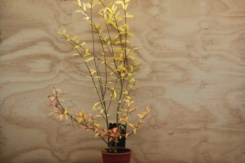 Granado de flor, Punica granatum variedad maxima rubra en maceta de 2 ...