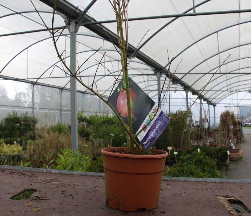 Granado de flor, Punica granatum variedad maxima rubra en maceta de 2 ...