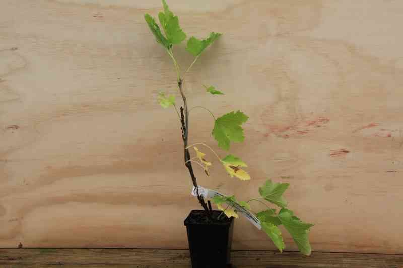 Grosellero blanco, Ribes rubrum 'Witte Hollander' — Plantamus Vivero online