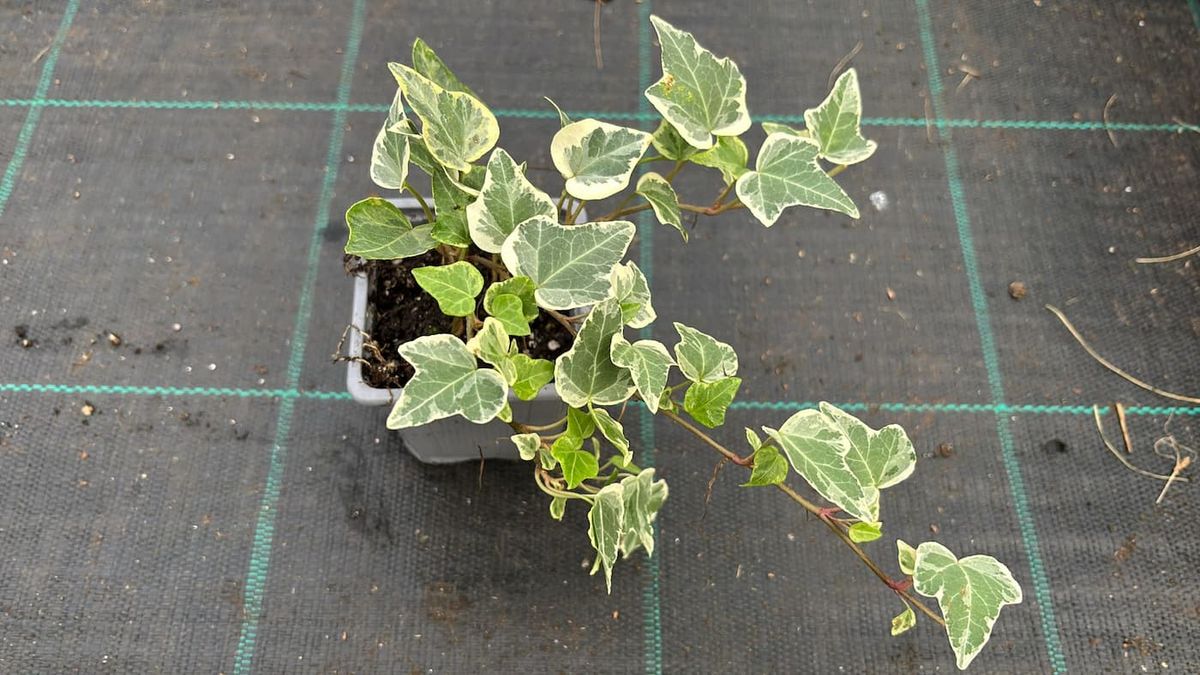 Hedera helix "White wonder" — Plantamus Vivero online