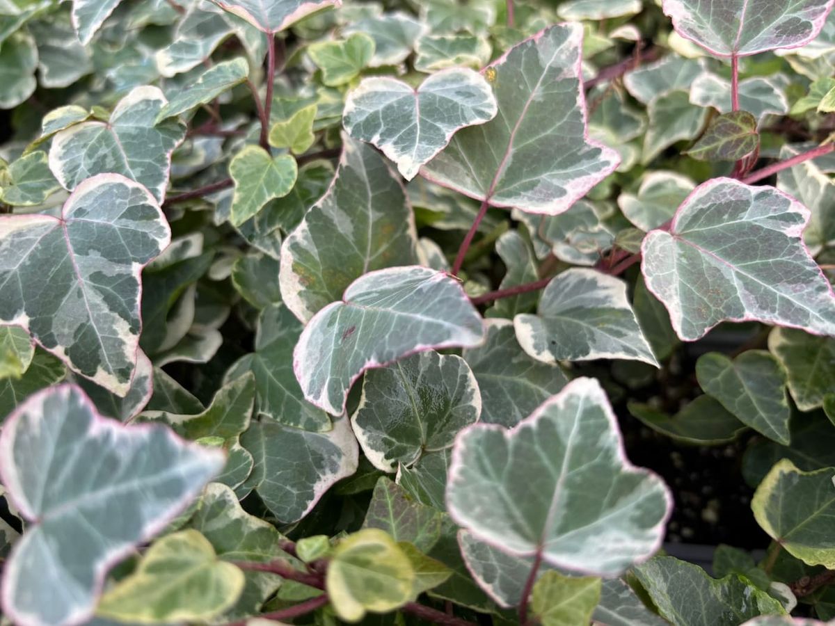 Hedera helix "White wonder" — Plantamus Vivero online
