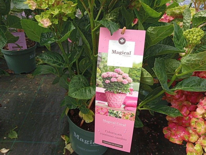 Hydrangea magical Coral Pink — Plantamus Vivero online