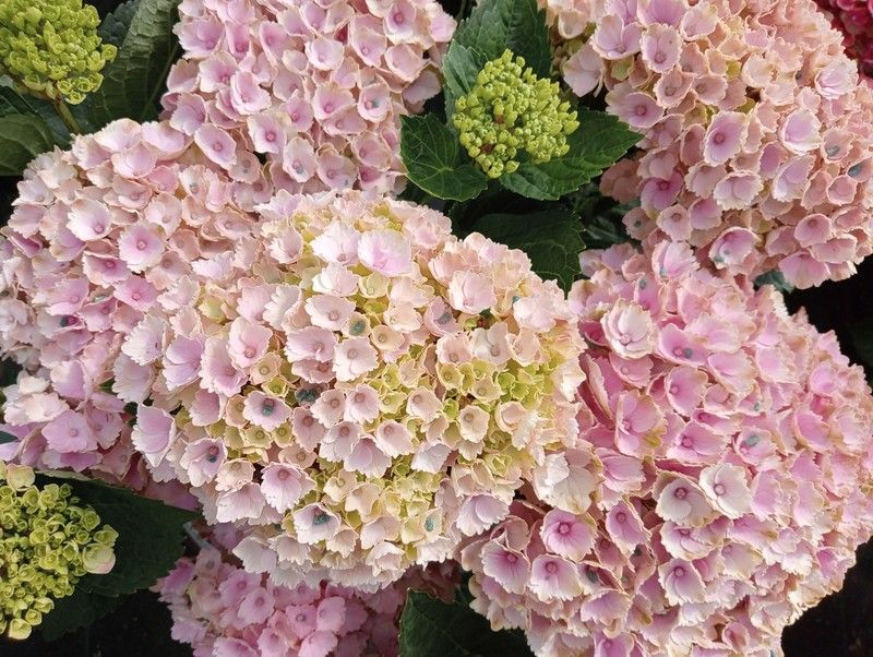 Hydrangea magical Coral Pink — Plantamus Vivero online