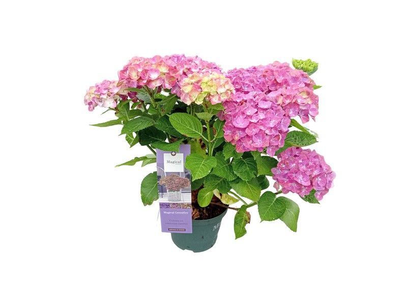 Hortensia de flor azul, Hydrangea macrophylla "Magical Greenfire Blue ...