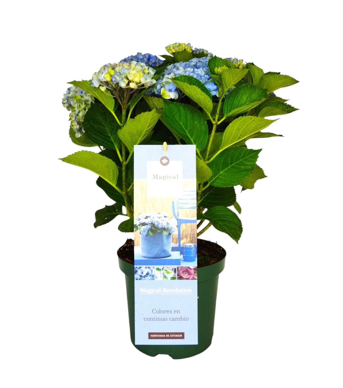 Hydrangea Magical "Revolution blue" — Plantamus Vivero online