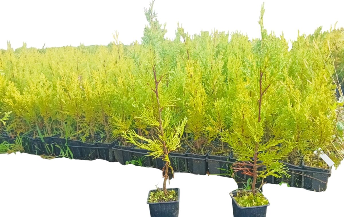 Leylandii 2001 en maceta a buen precio — Plantamus Vivero online