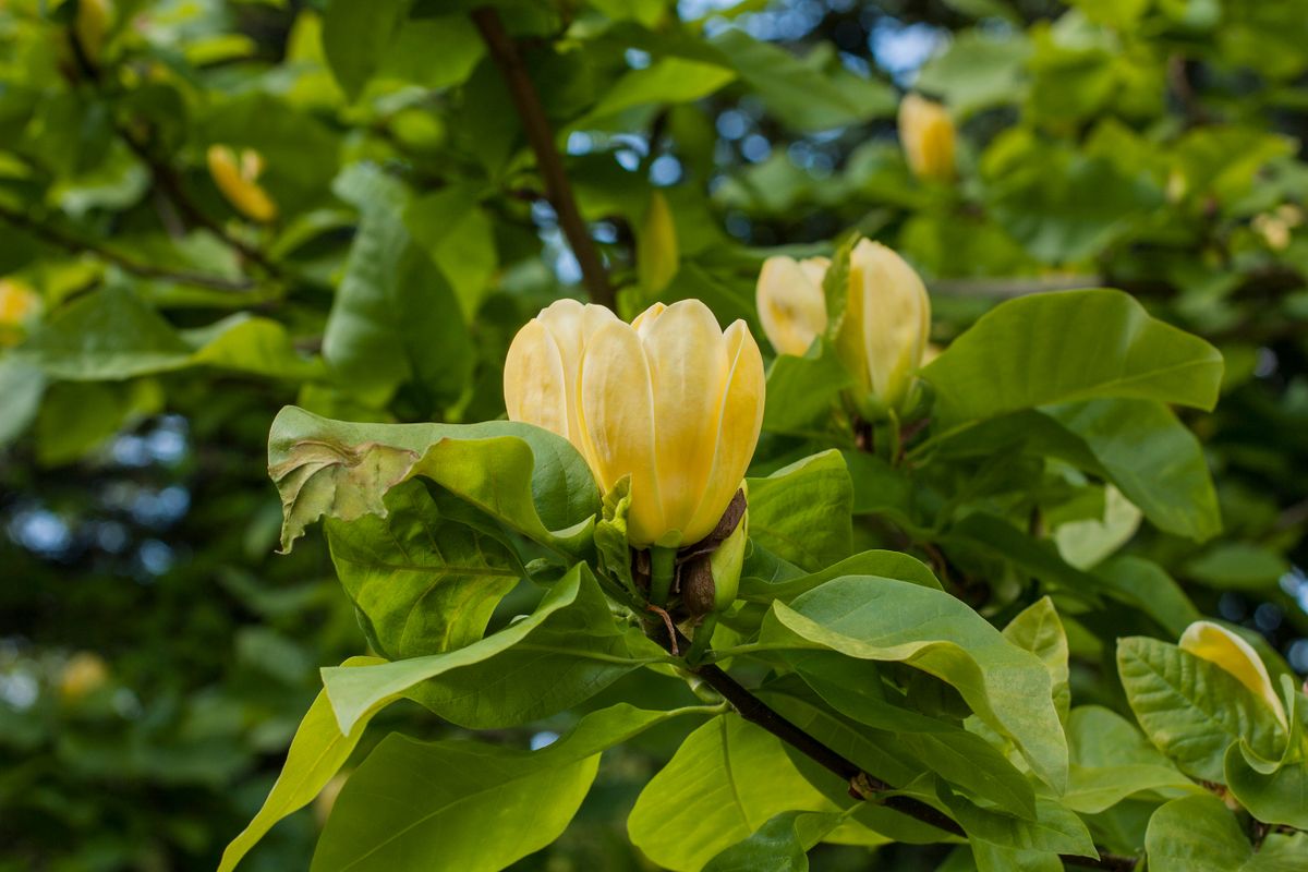 Magnolia brooklyn Yellow Bird — Plantamus Vivero online