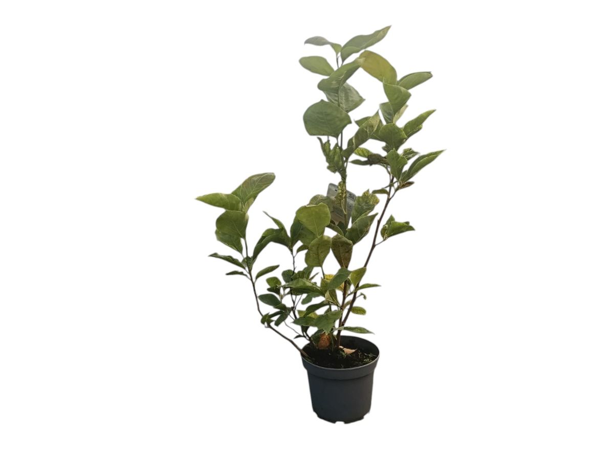 Magnolia brooklyn Yellow Bird — Plantamus Vivero online