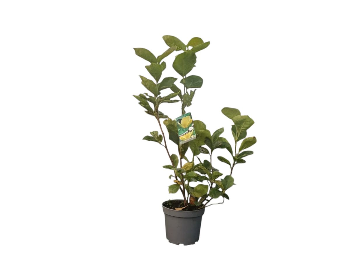 Magnolia brooklyn Yellow Bird — Plantamus Vivero online