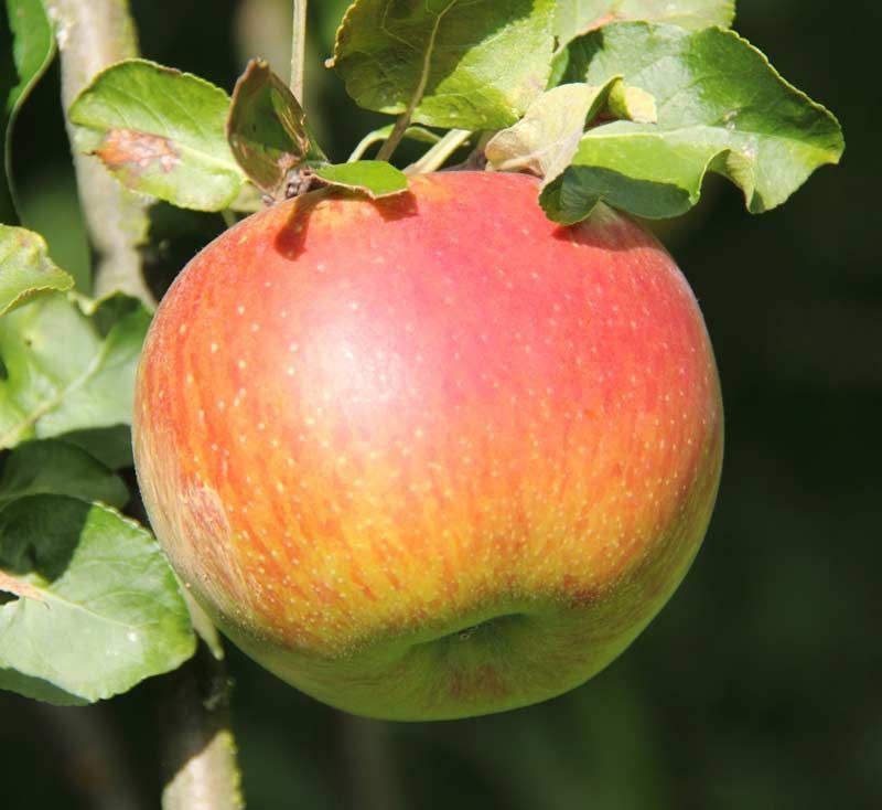 Compra aquí Manzano Fuji. Venta Online con envíos express — Plantamus ...